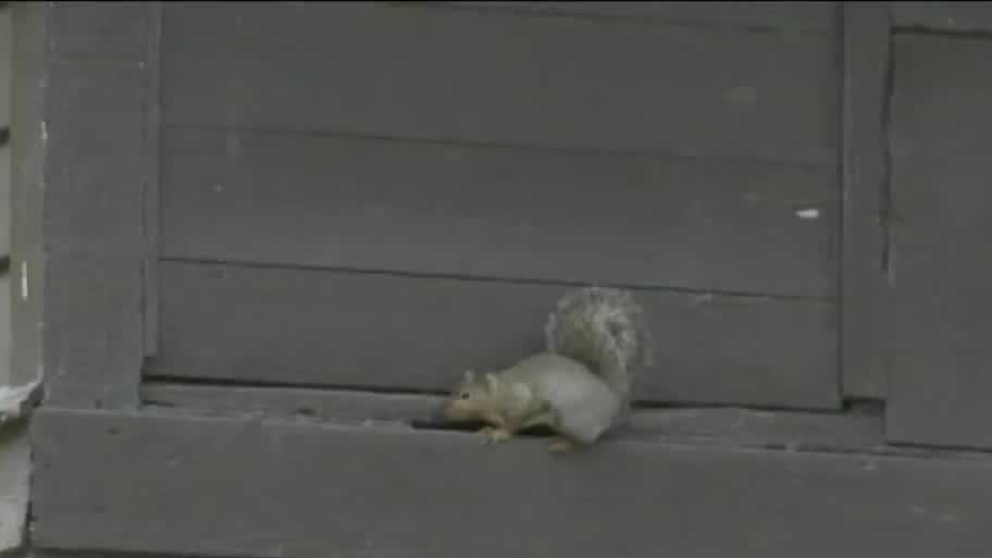 Increases in rodent populations could affect NH homes