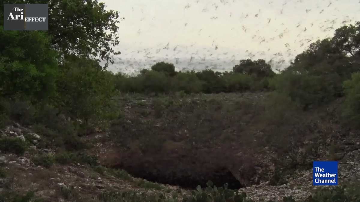 Bats Battling for Survival in the U.S.