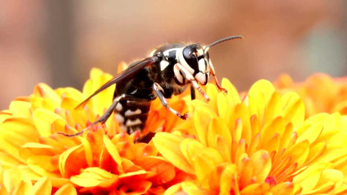 Washington state has trapped its first 'murder hornet'
