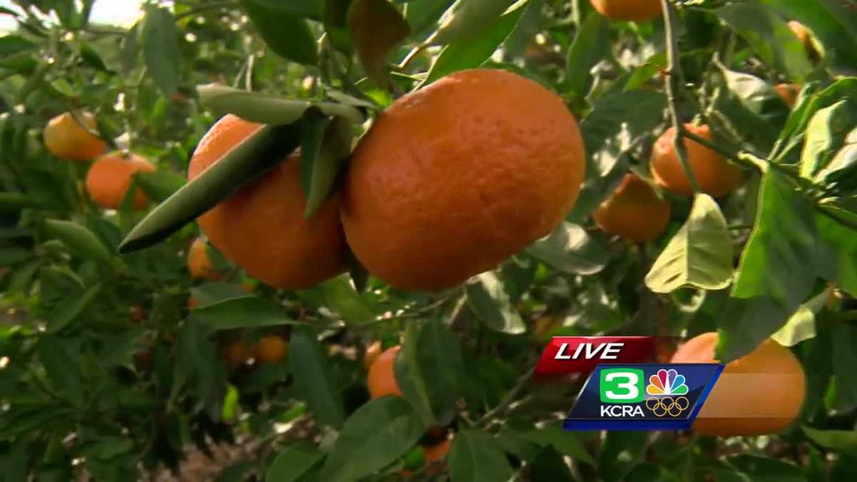 Mandarin season is here!