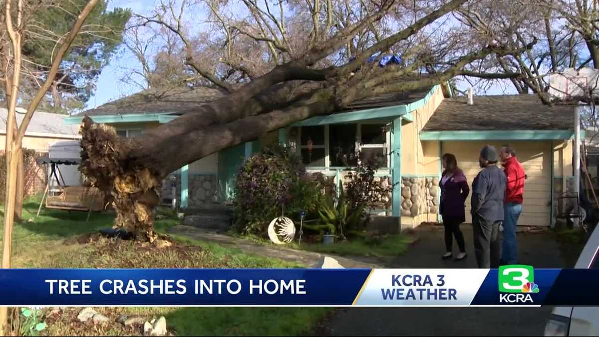50-year-old oak tree crashes into home