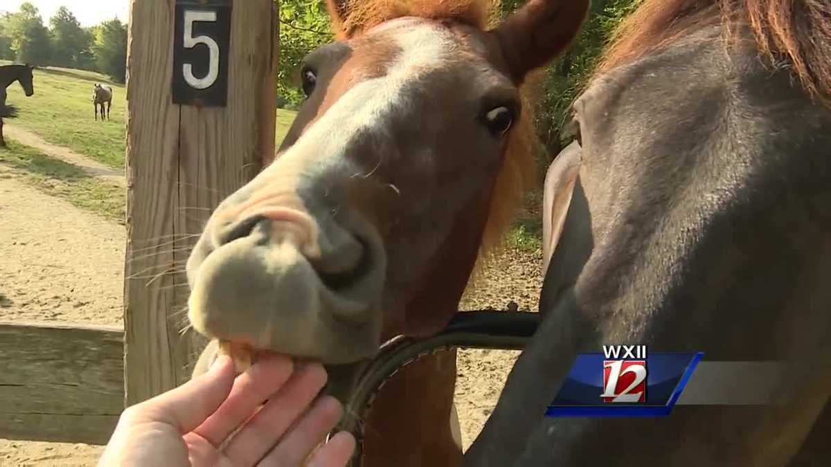 World record attempt to accompany horse rescue opening event