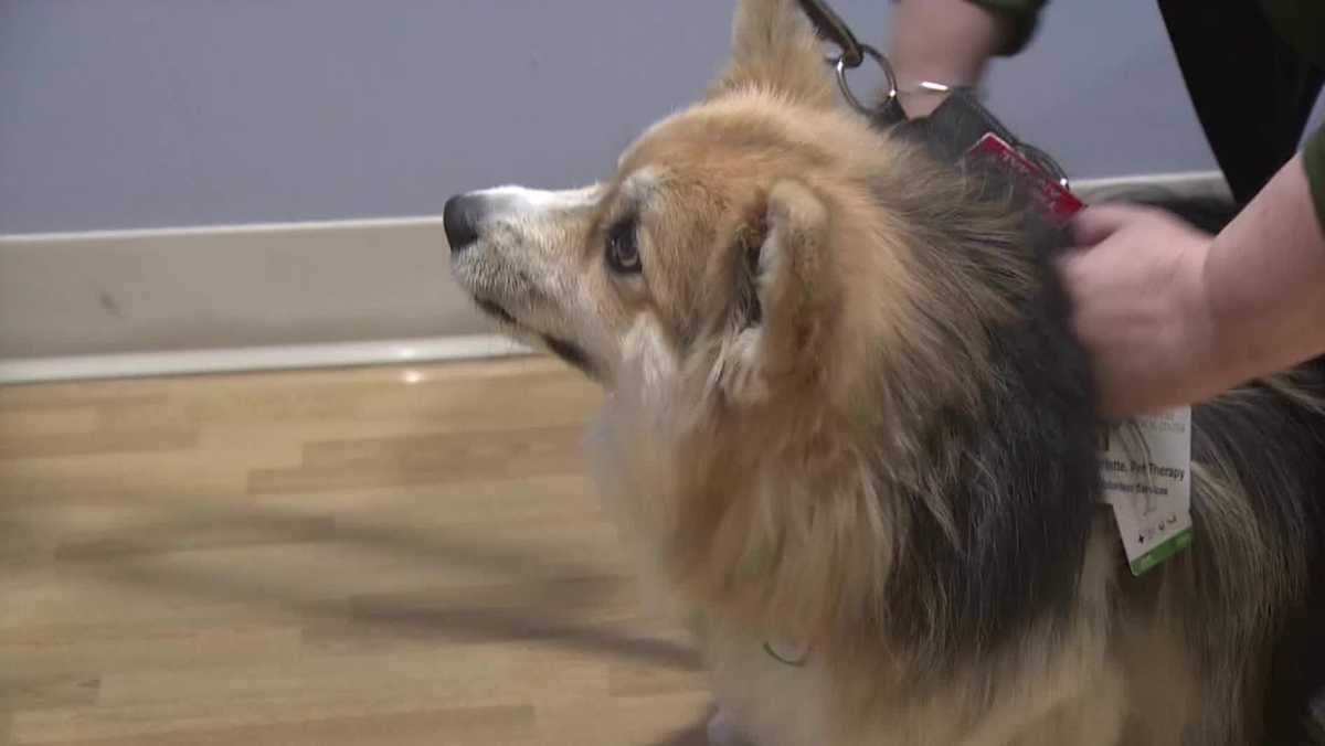 Short legs, big smiles: Meet Charlotte the Corgi therapy dog