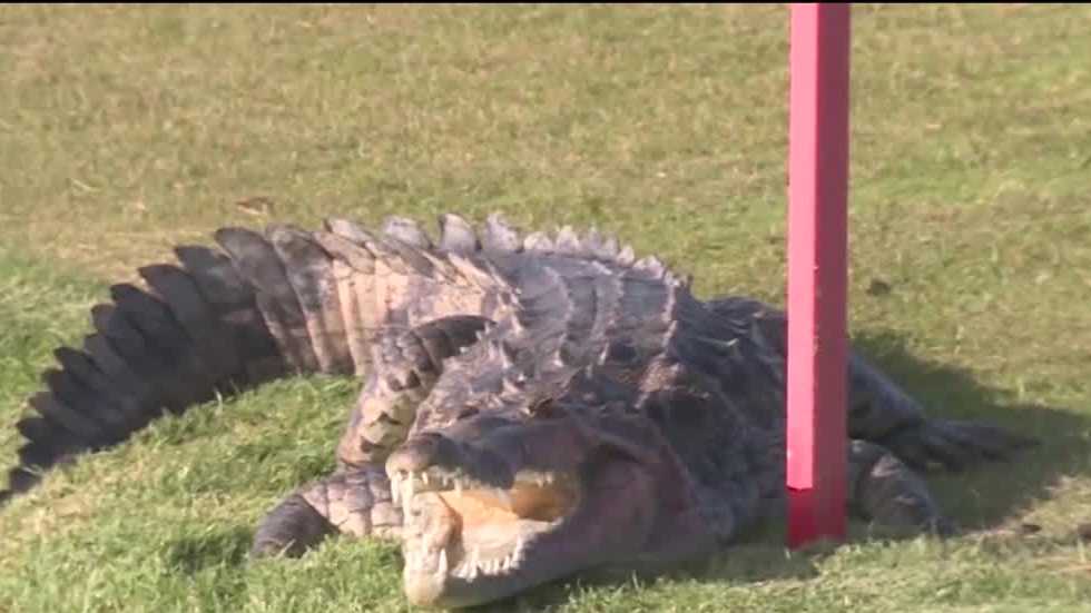 Crocodile attack in Satellite Beach leaves neighbors shaken