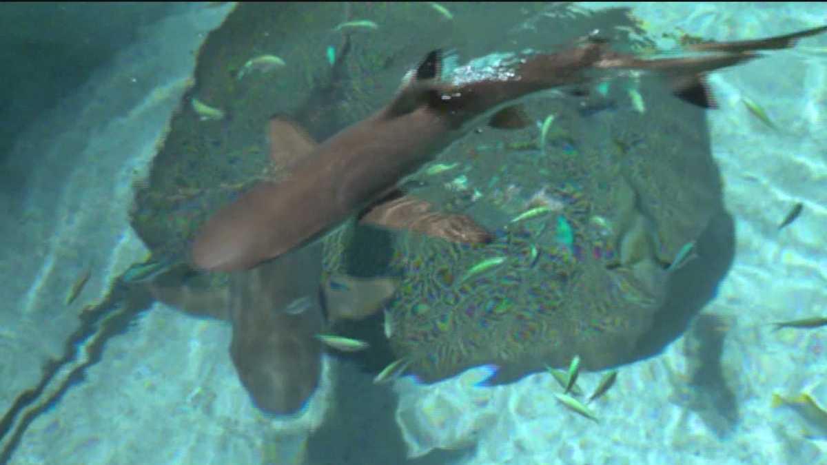 Megan feeds the aquarium sharks