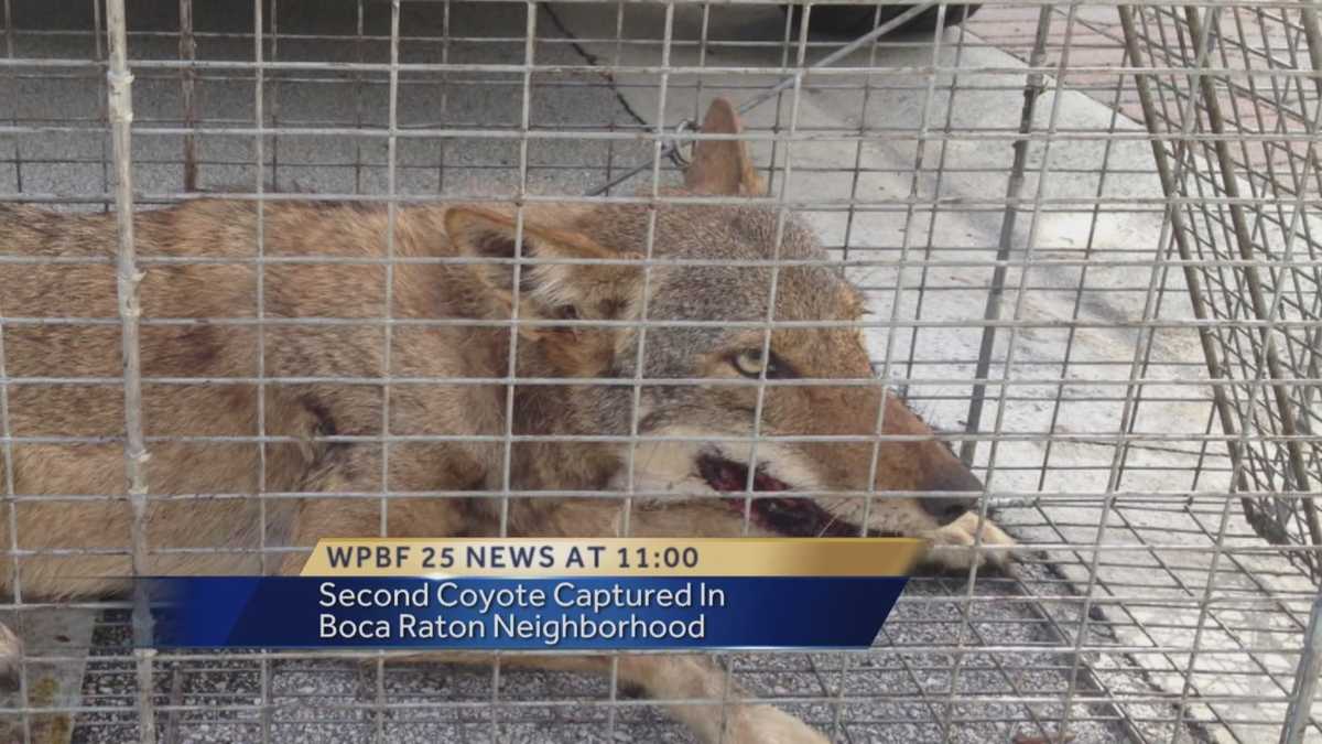 Second coyote captured in Boca Raton neighborhood