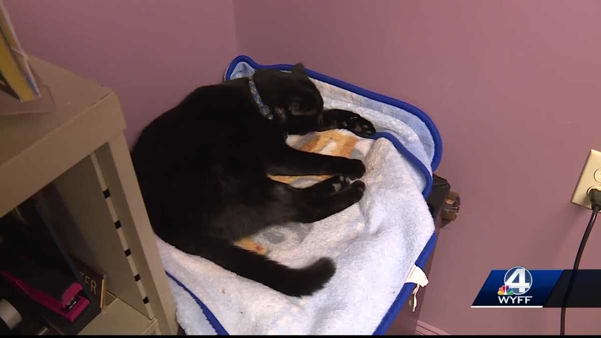 Chesnee post office cat: mascot or foe?