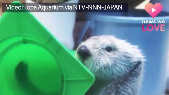 So cute! A popular sea otter in Japan gets new toy