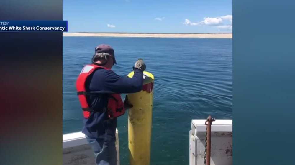 New tool to track sharks off Cape Cod
