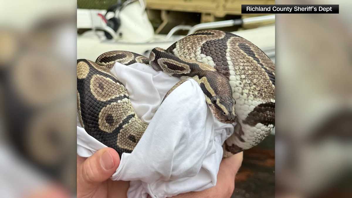 South Carolina: Large python found behind toilet