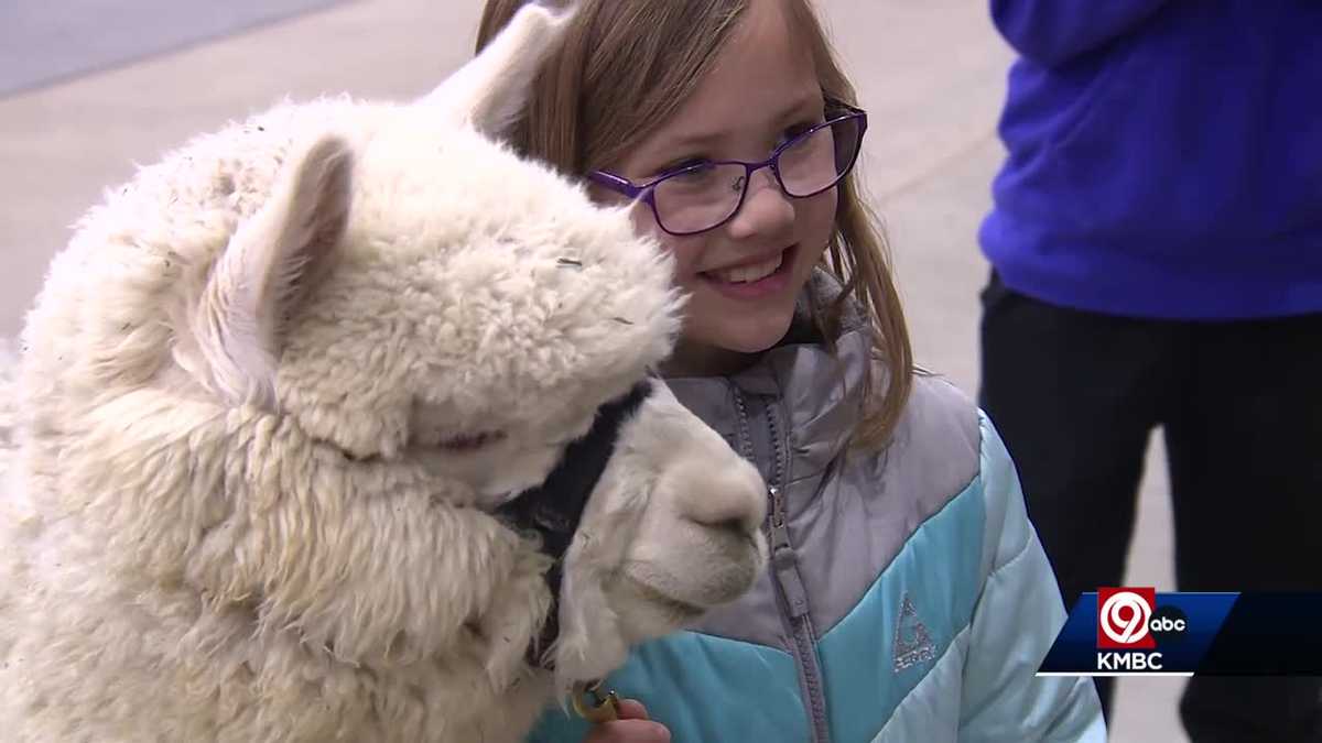 Alpacas pack into Kansas City for yearly show at Hale Arena