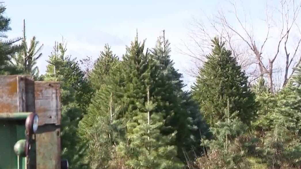 Omaha tree farm kicks off Christmas season