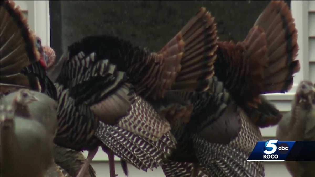 Dept. of Wildlife Conservation reports wild turkey population drop