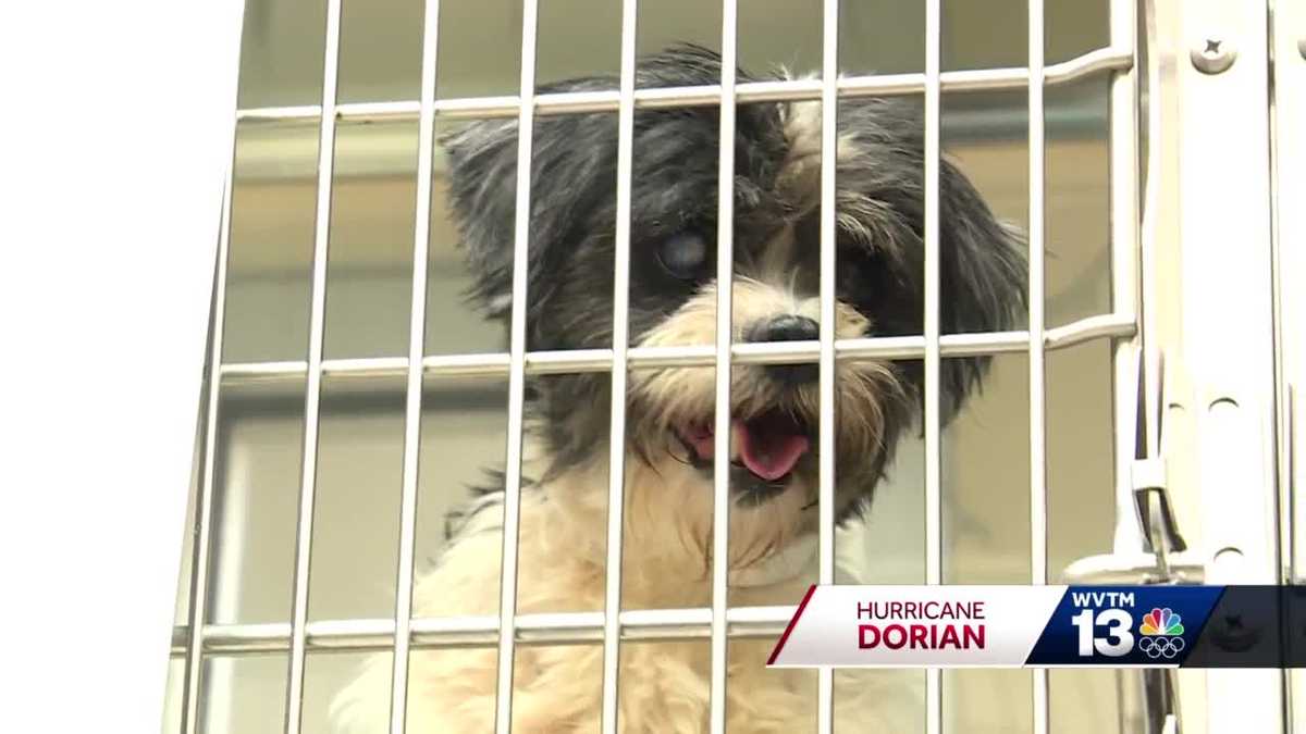 Greater Birmingham Humane Society takes in 31 animals from South ...