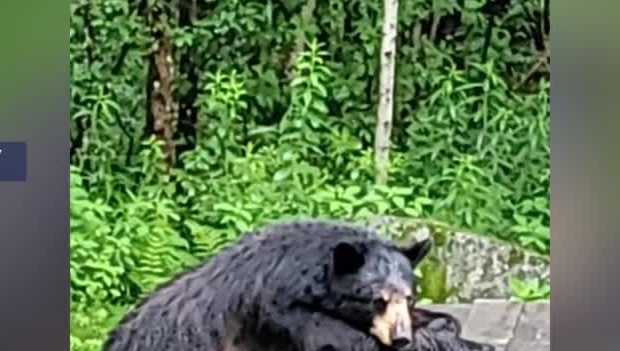 Black bear sits at picnic table in NH yard