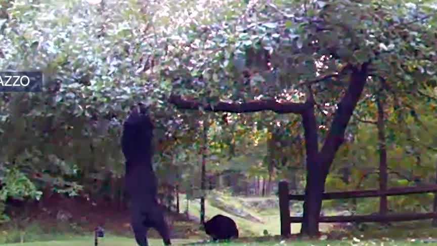 Video: Bear goes apple picking with cub in Newbury, NH