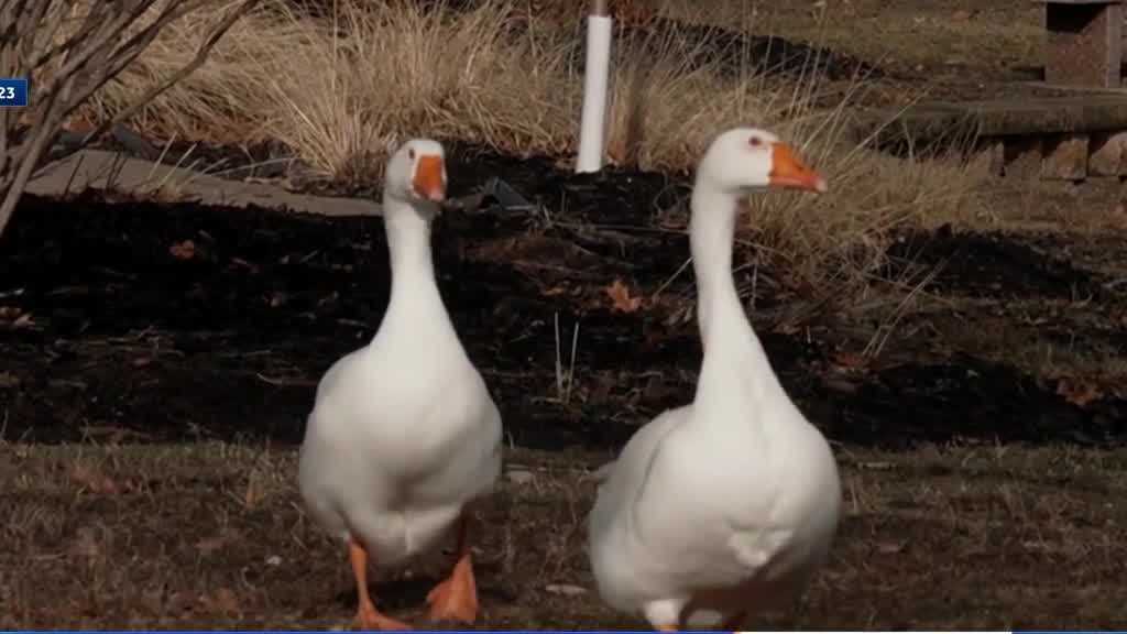 Riverside Cemetery Facebook page featuring goose couple returns