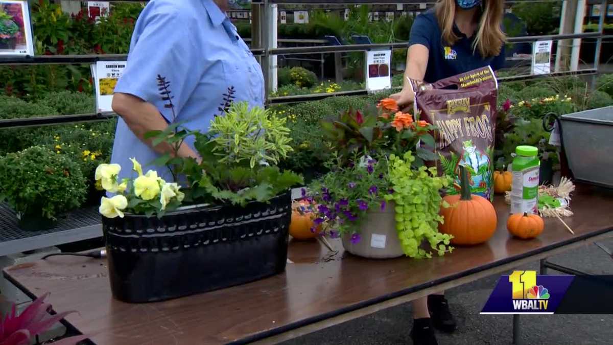 Sunday Gardener: Colors for the fall