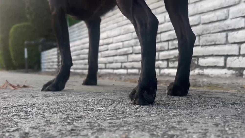 How to keep pets safe in extreme heat