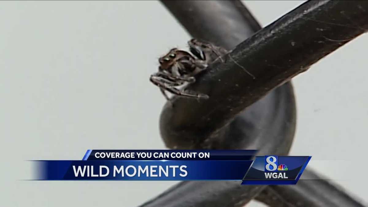 Wild Moments: What to know about jumping spiders