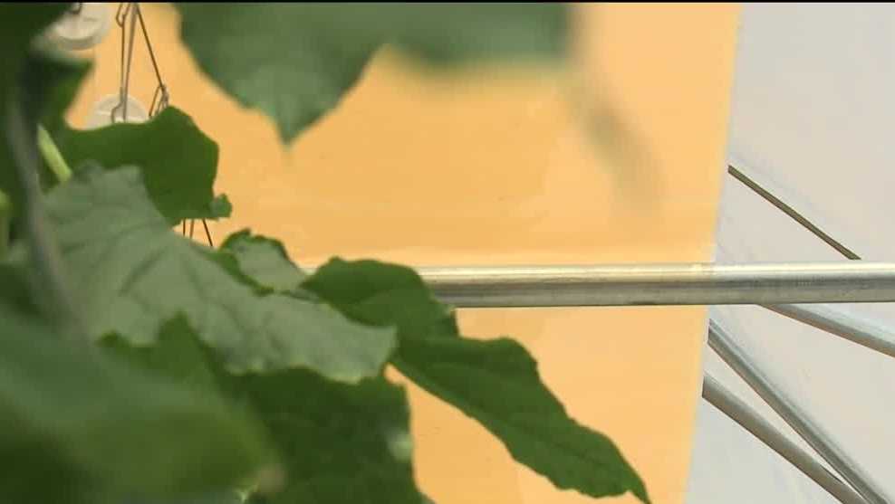 Local greenhouse works to grow veggies on Mars