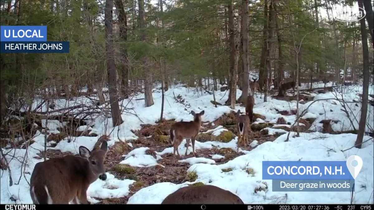 Herd of deer grazes deep in woods of Concord, NH