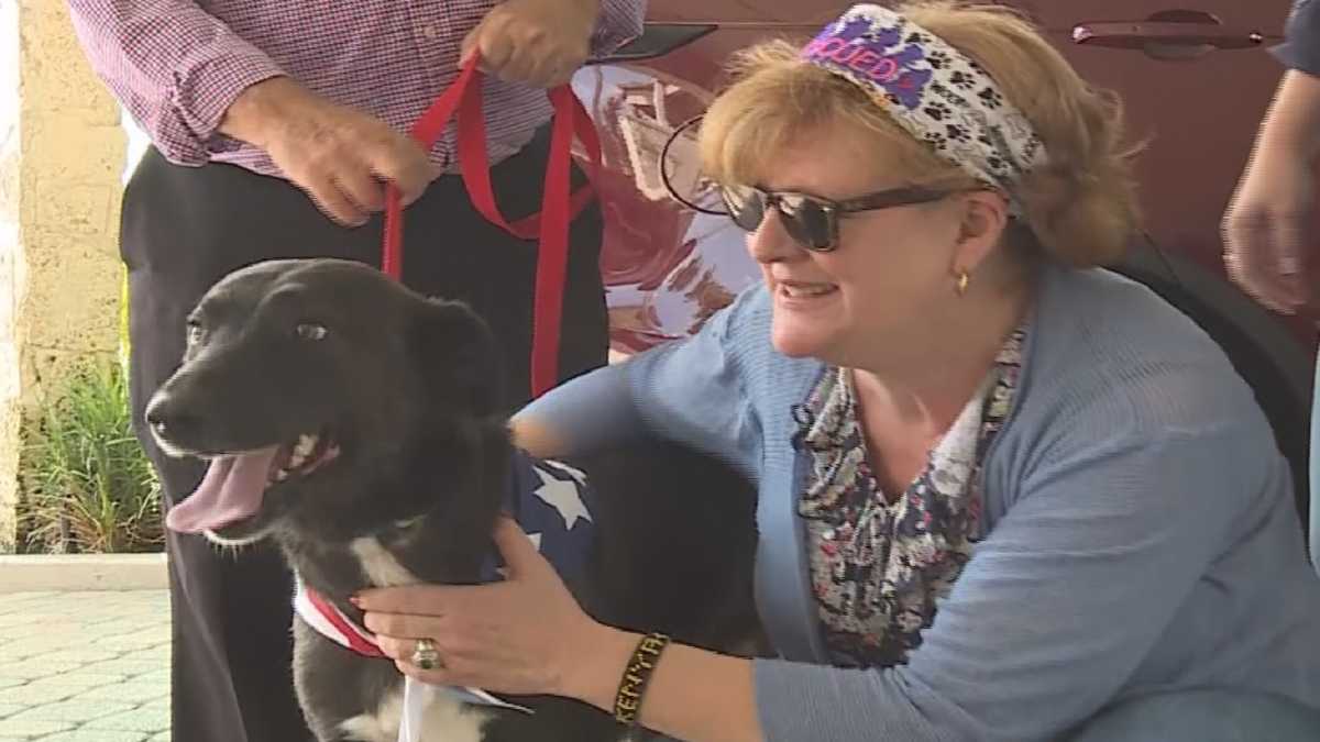 Stray dog from Iraq finds forever home in Palm Beach County
