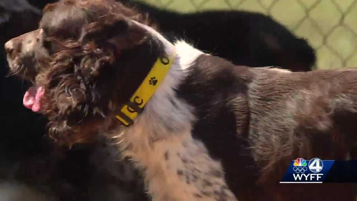 Over 20 purebred English Springer Spaniels looking for a forever home