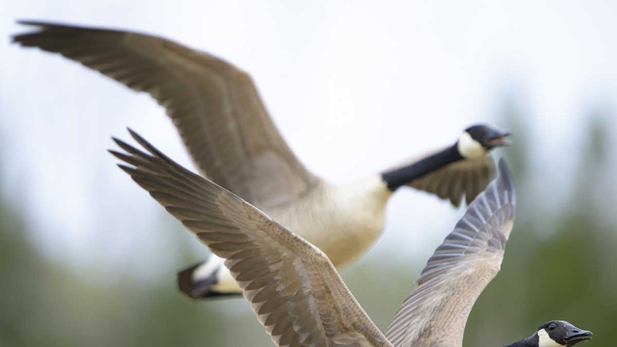 Avian influenza detected in geese at two Iowa lakes