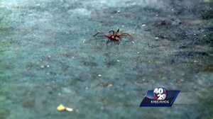 Family lives inside rental home infested with spiders