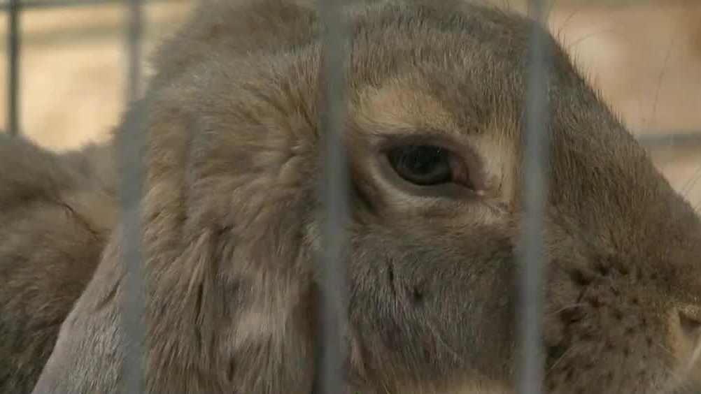 Rabbit show brings joy to Iowa State Fair 2024