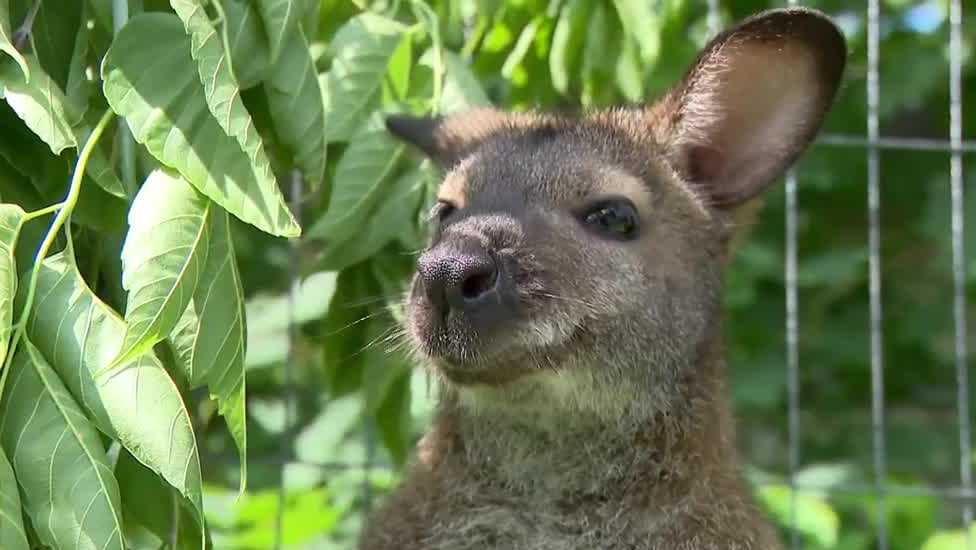 'I will not be surrendering him' Wallaby owner fights to keep pet