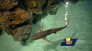Go behind the scenes at Shark Week