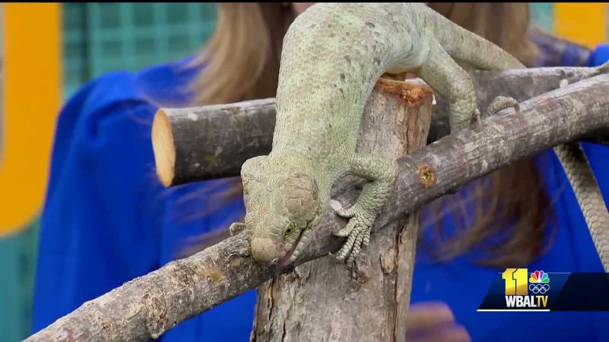 Maryland Zoo stops by with a lizard from the Solomon Islands