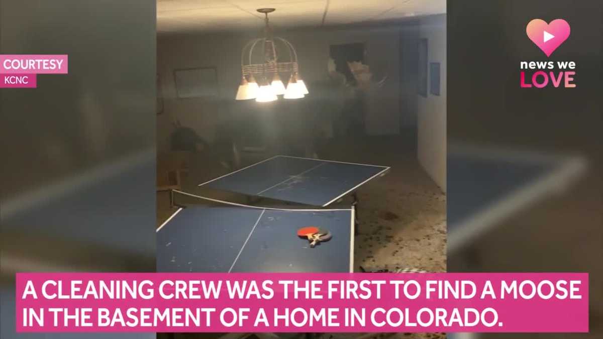 News We Love: Officials rescue moose stuck in Colorado home