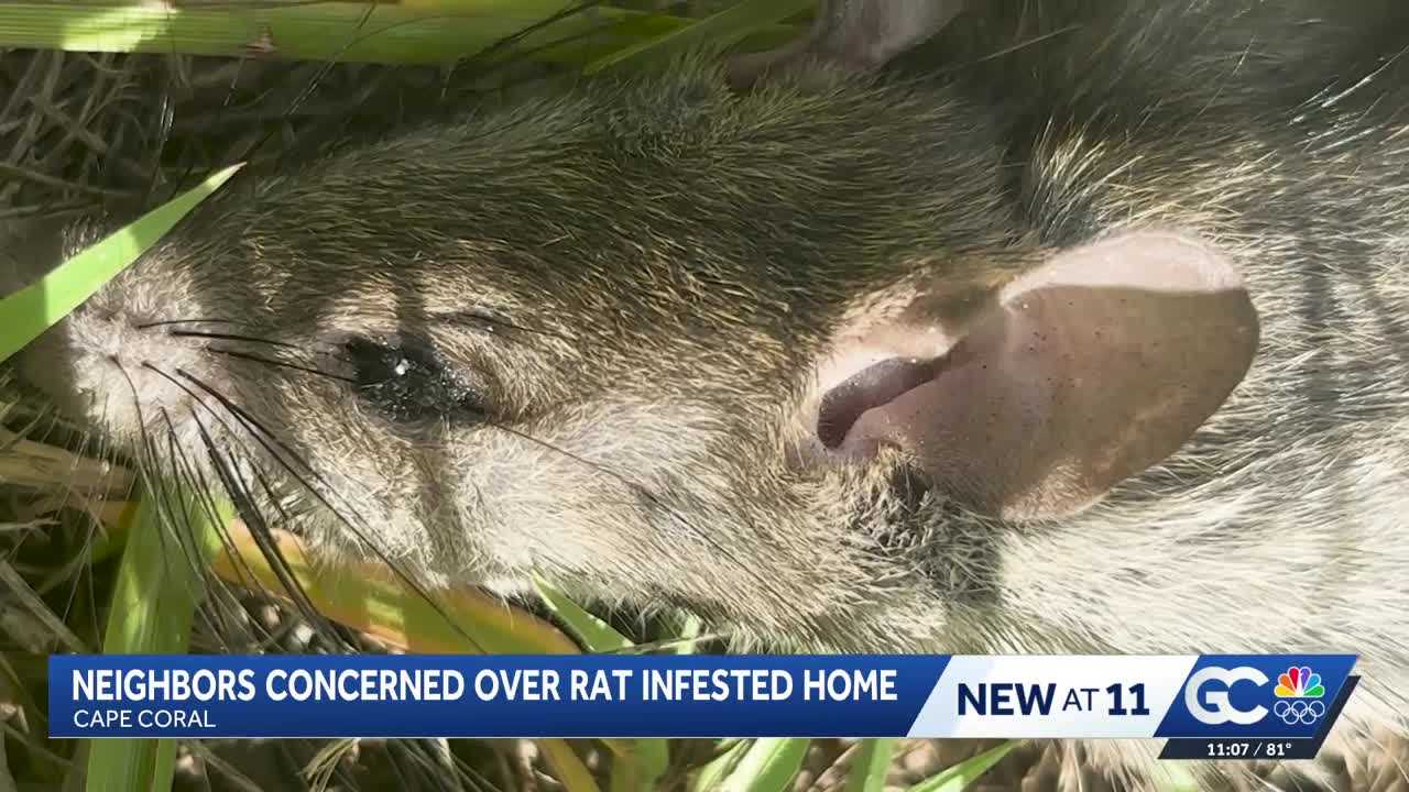 Cape Coral residents face rat infestation from abandoned house | Naples ...