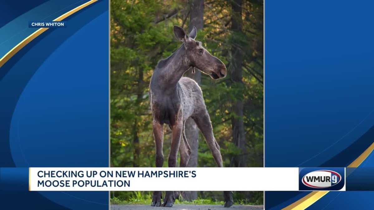 Checking up on New Hampshire's moose population