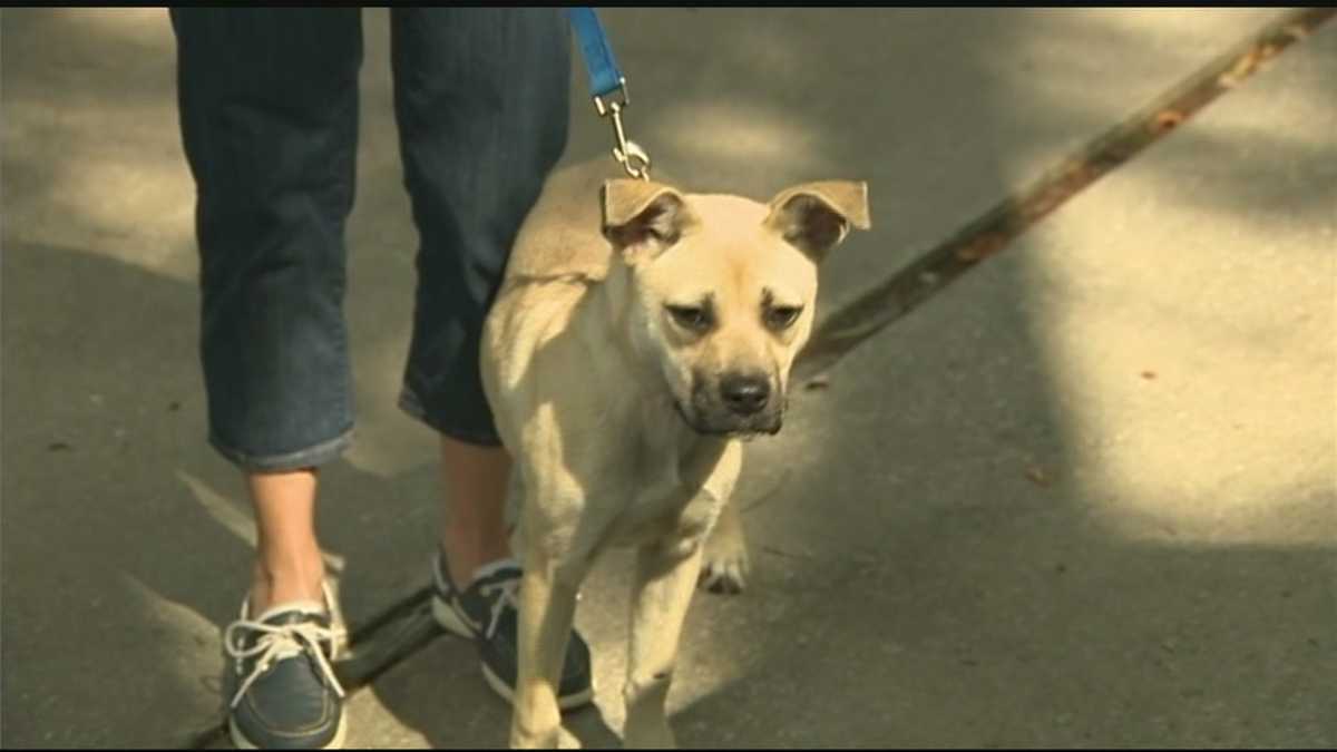 WXII 12 Noon pet of the week: Bella