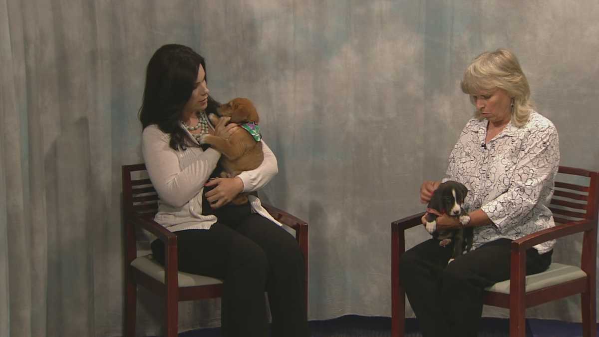 Pet Of The Week: Happy and Grumpy