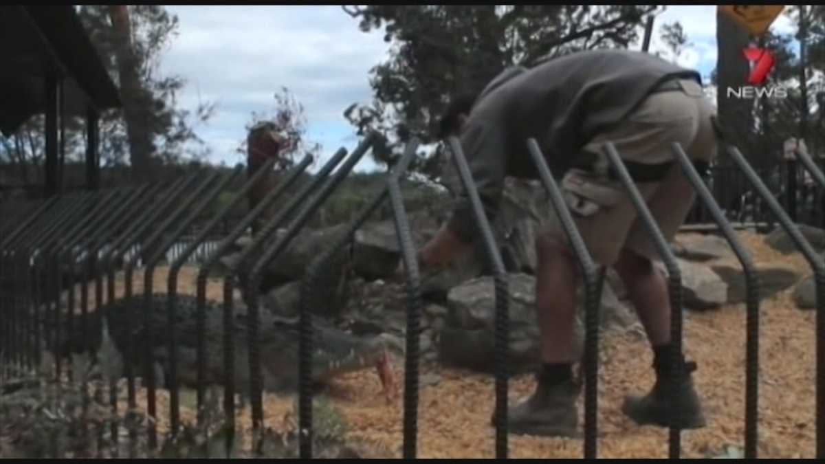 Crocodile bites animal trainer's arm