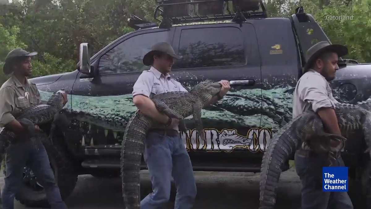 Gatorland Helps Another Gator Attraction