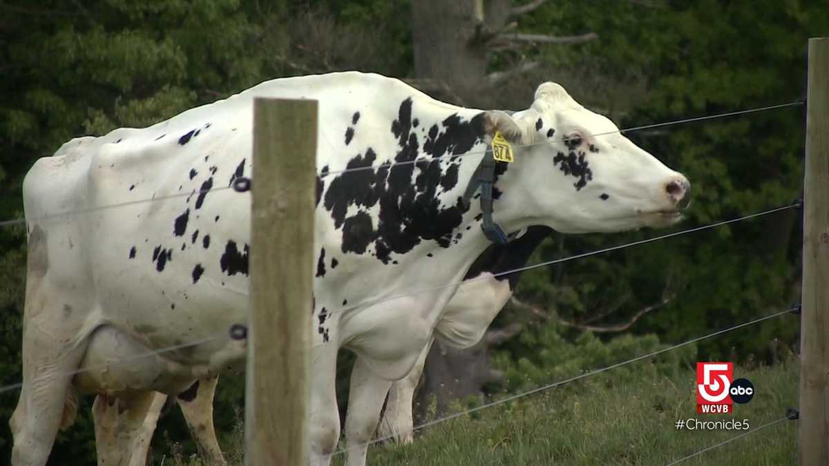 Meet your local dairy farmers