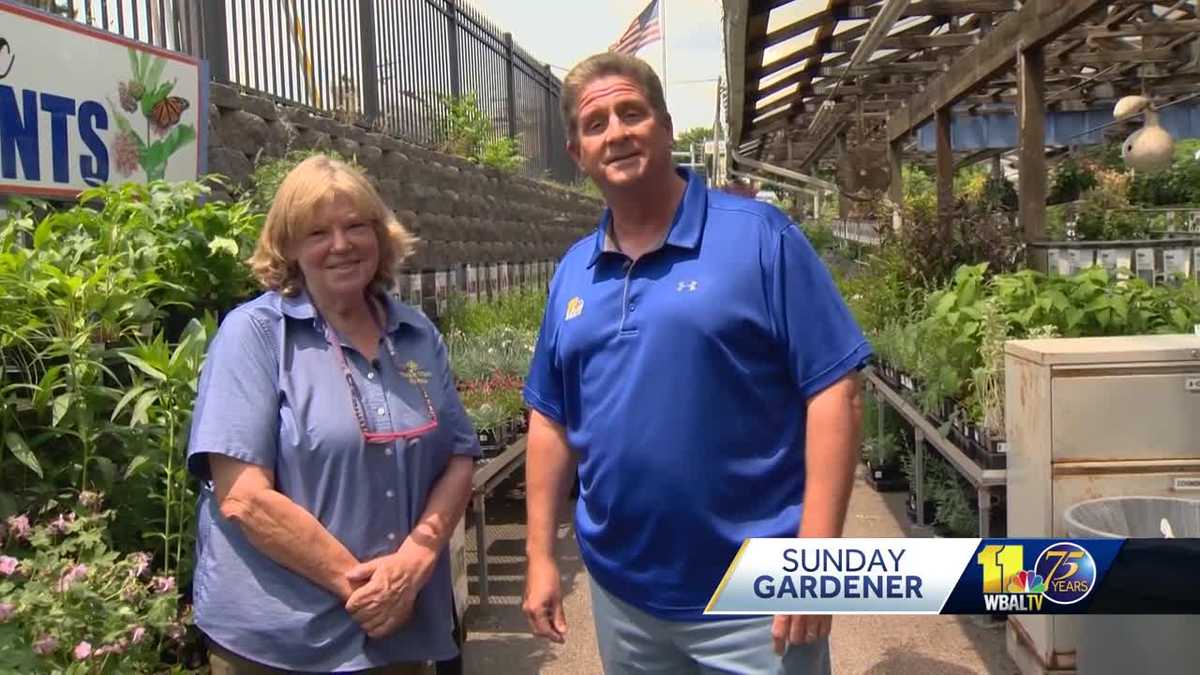 Sunday Gardener: what native plants can do for your garden