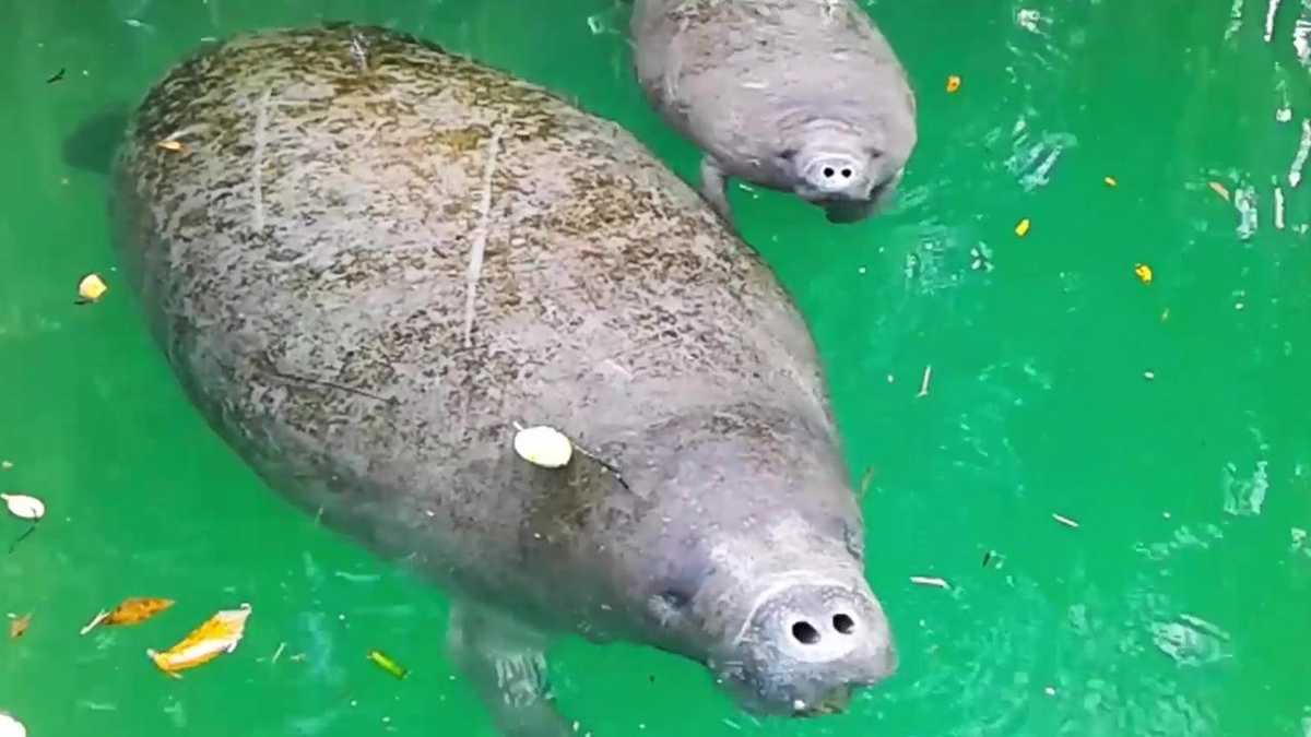 Manatee and Nursing Baby Seen in Canal