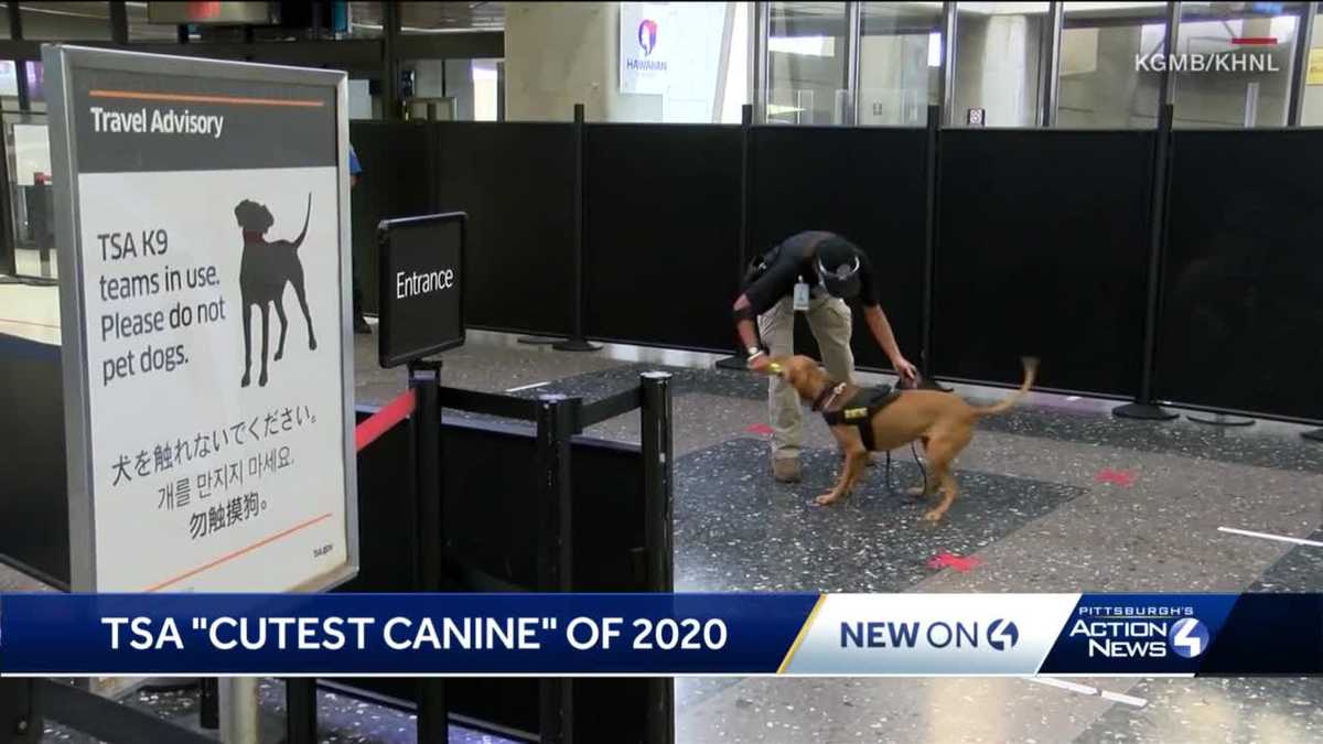 TSA announced winner of its "Cutest Canine' contest