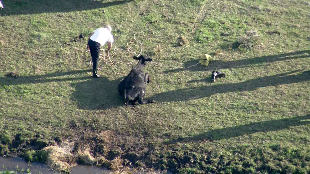 Raw video: See how this tense cow rescue ends