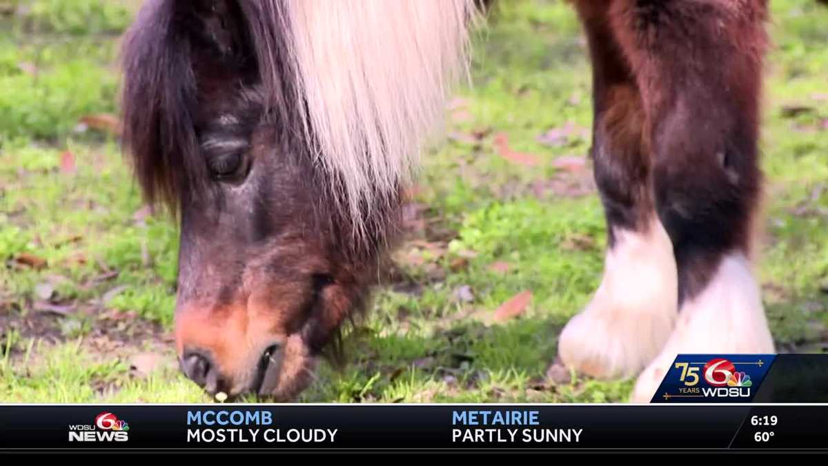 New Orleans police debut Patch the mini horse