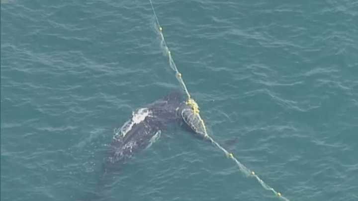 Whoa! Wildlife team frees baby whale stuck in shark nets as mother ...
