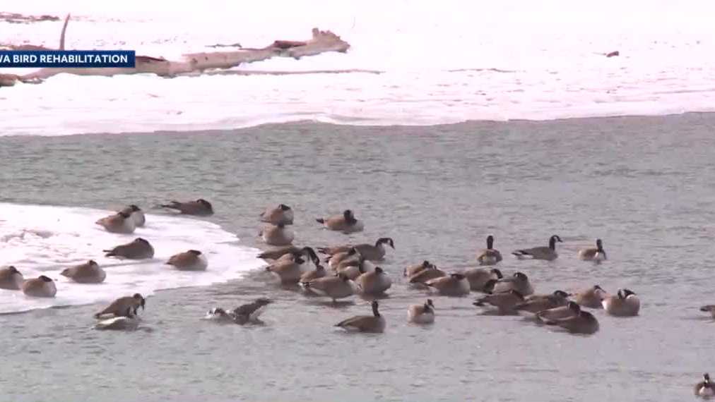 In Des Moines: 8 geese released back into the wild after nutritional ...