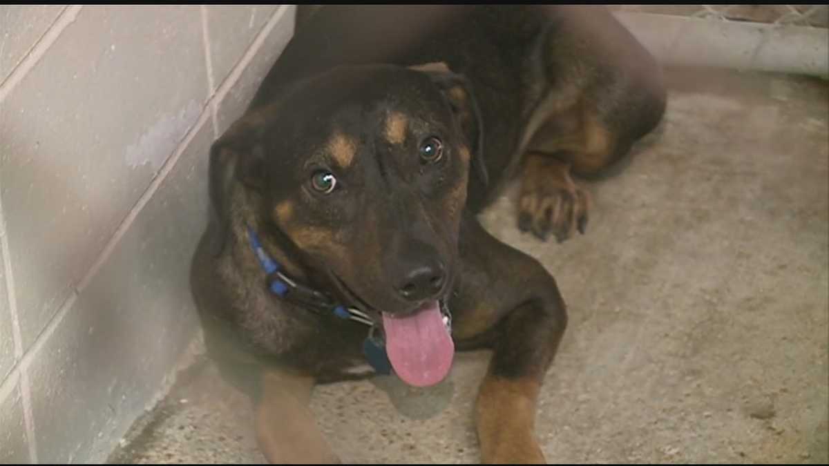 Dog given up in alleged abuse case